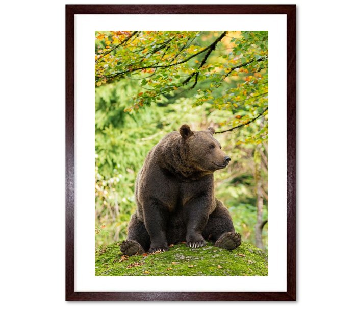Bears In The Wild Prints | www.framedwallartprints.co.uk