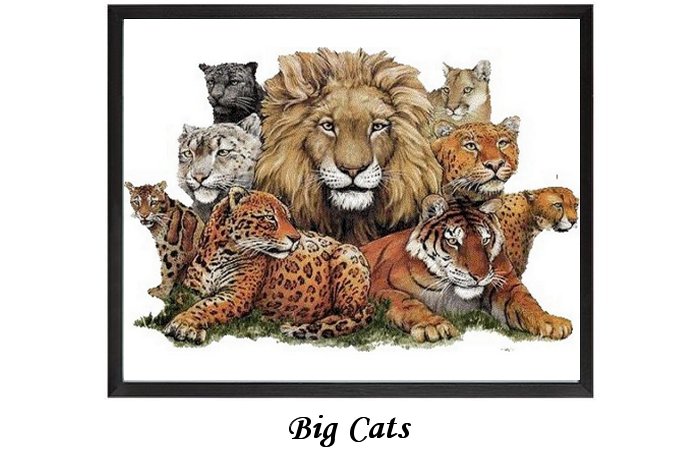 Big Cats Collage framed Print from Trusted UK Supplier (2020 Update)