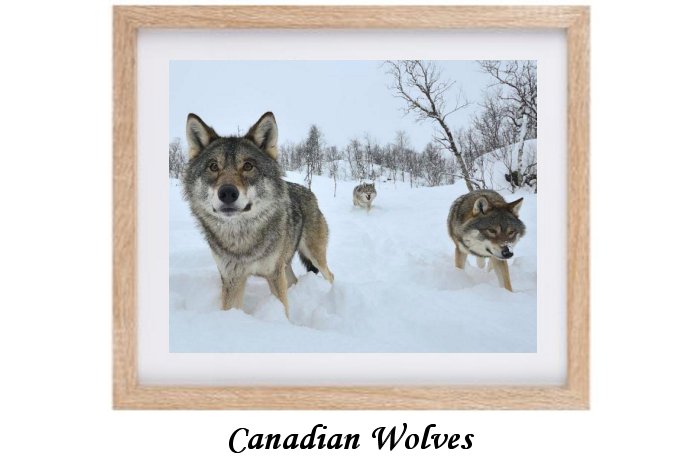 Buy Quality Select Animals Framed Wall Art Prints From Trusted Company ...
