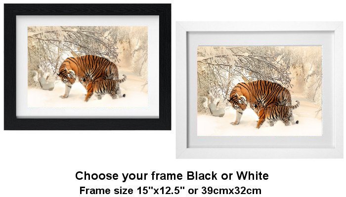 Tiger And Cub Framed Print from first class Uk Supplier with first ...